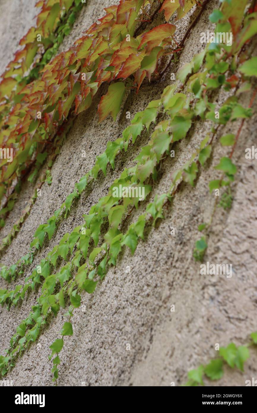 Hedera, Ivy, green and red on the side of a house, Corsica Stock Photo ...