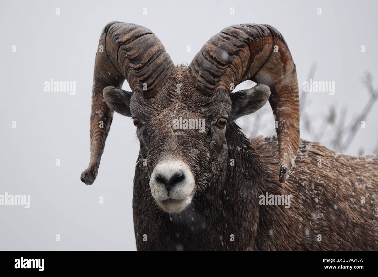 Argali Sheep High Resolution Stock Photography and Images - Alamy
