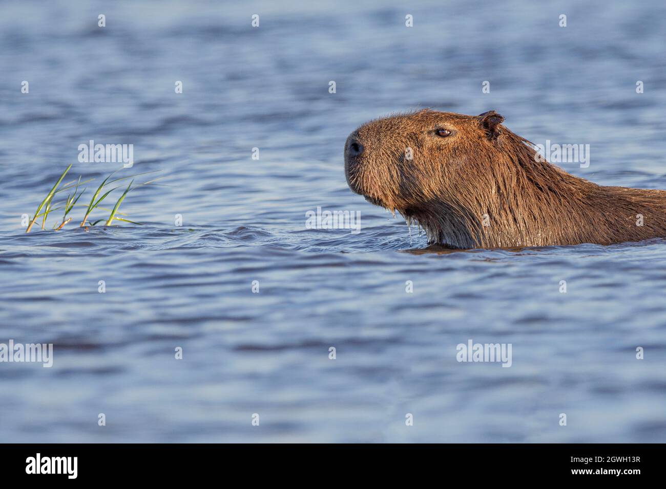 Carpincho head hi-res stock photography and images - Alamy