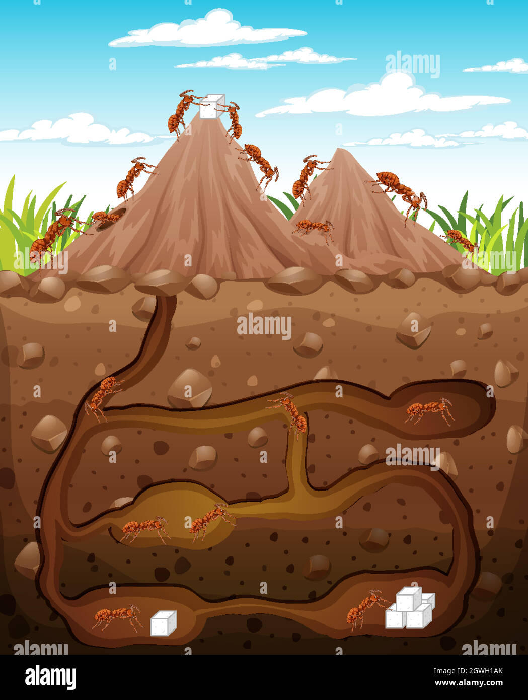 Underground animal burrow with ant family Stock Vector Image & Art - Alamy