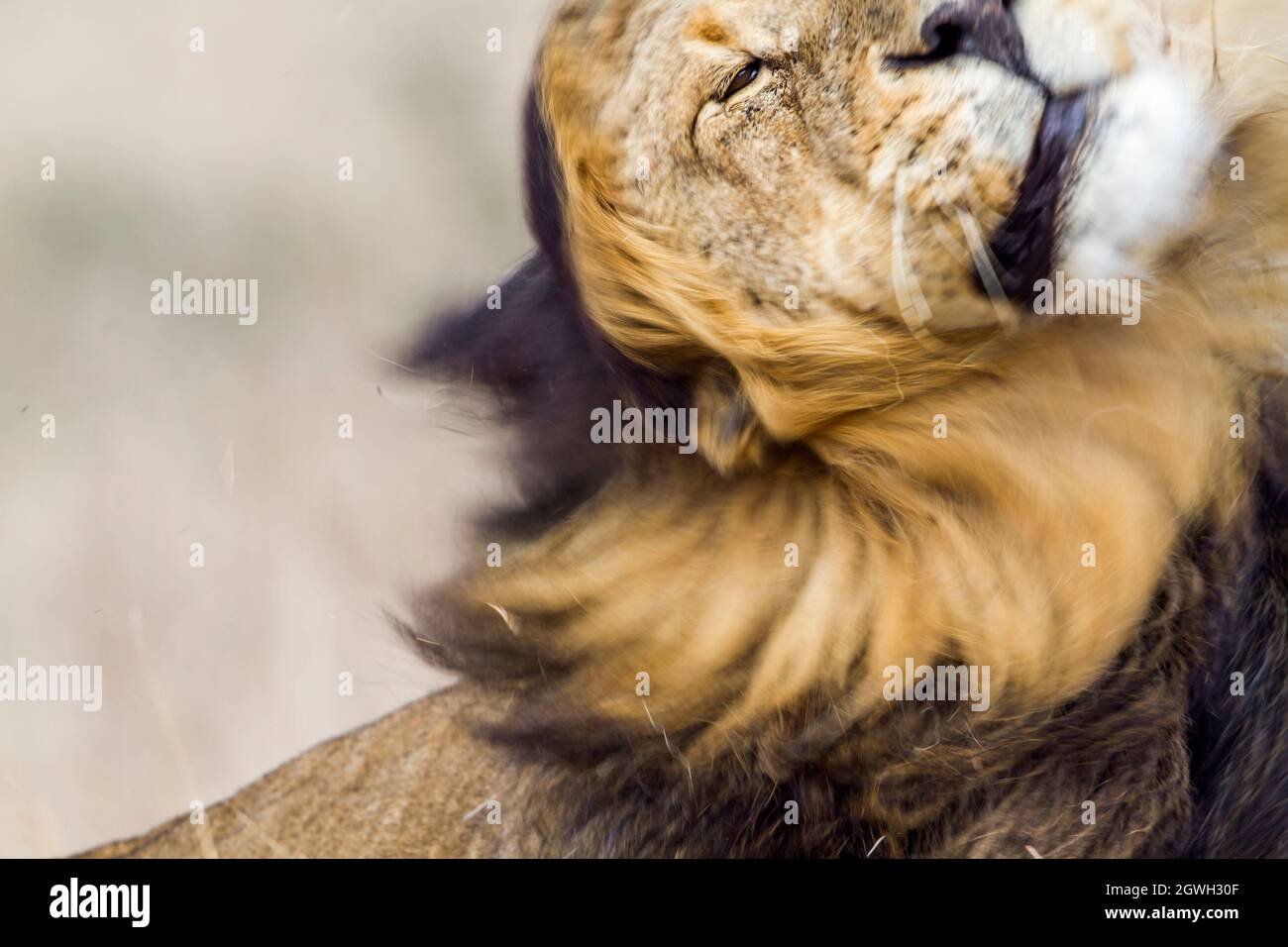 Shaking mane hi-res stock photography and images - Alamy