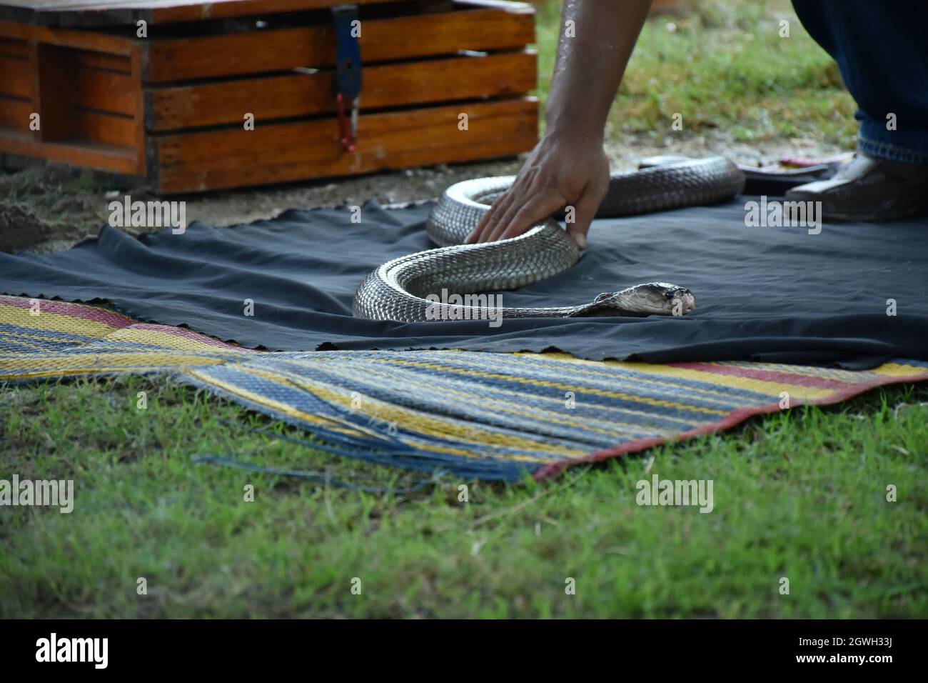 King cobra snake habitat hi-res stock photography and images - Alamy