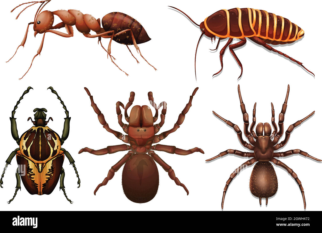 Many species of insects Stock Vector Images - Alamy
