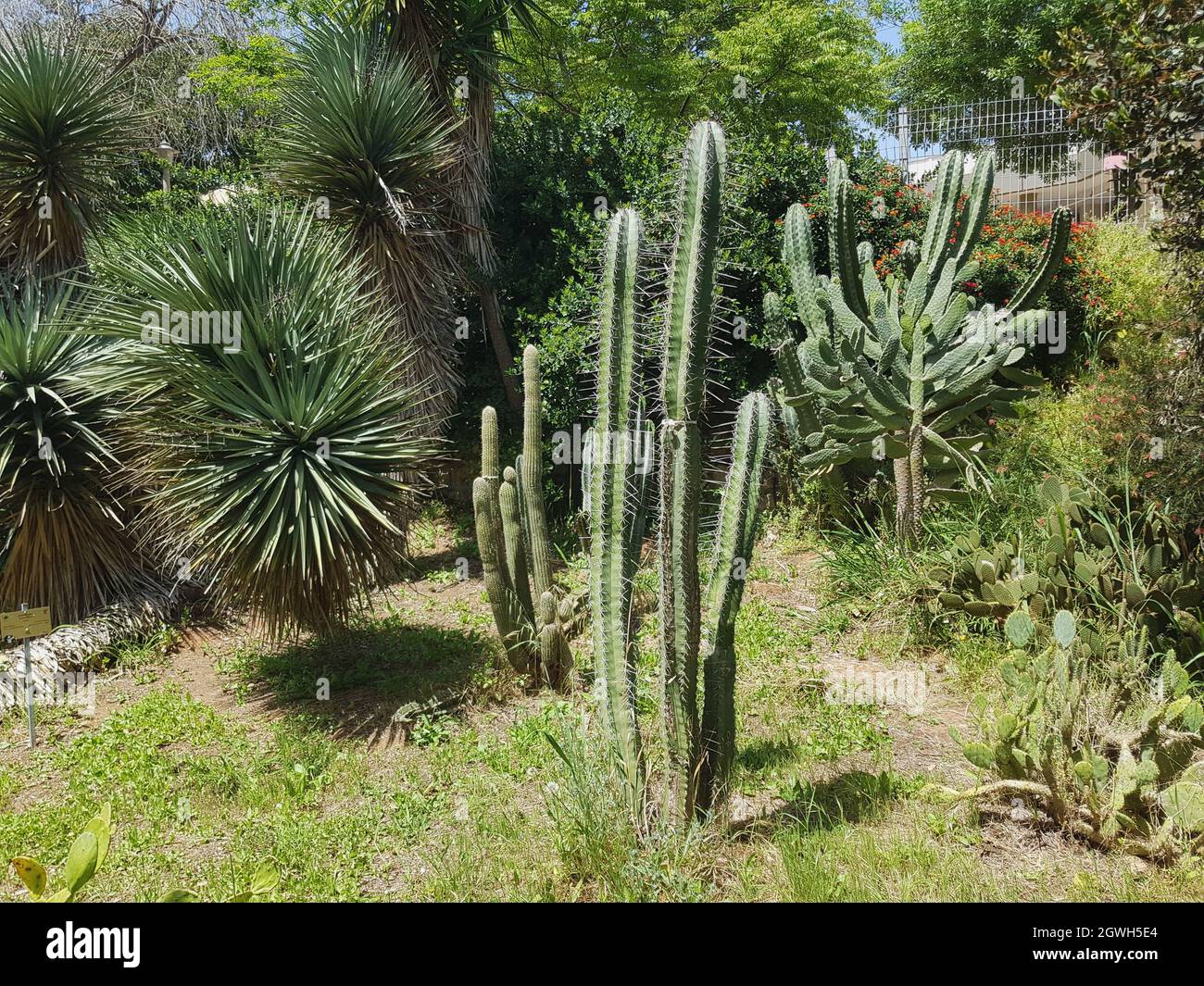 Cactus in a decorative truss Botanical Garden Emek Hefer in Israel ...