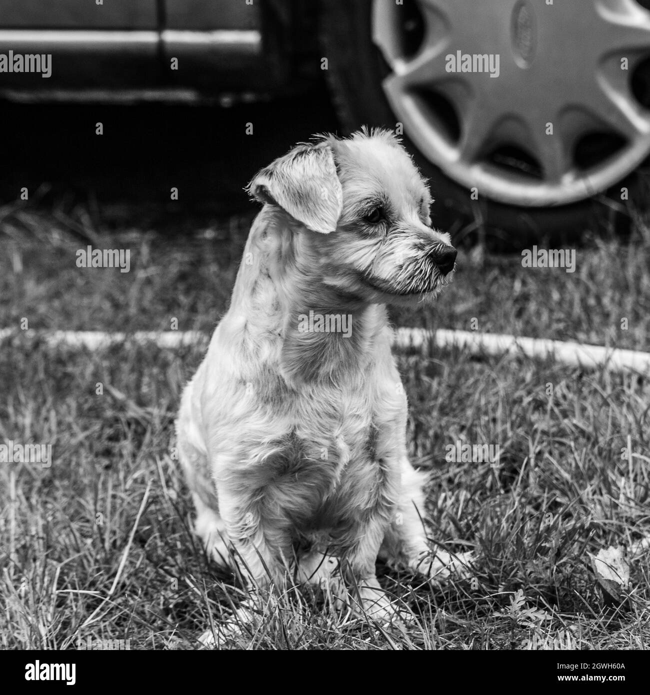 Happy cute dog on Black and White Stock Photos & Images - Alamy