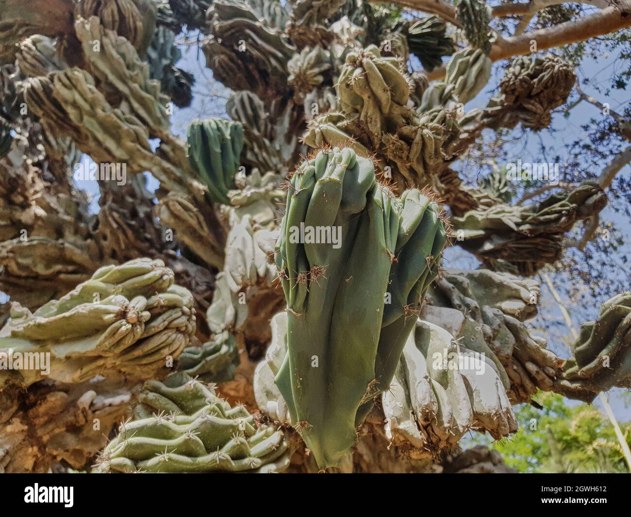 Cactus in decorative truss hi-res stock photography and images - Alamy
