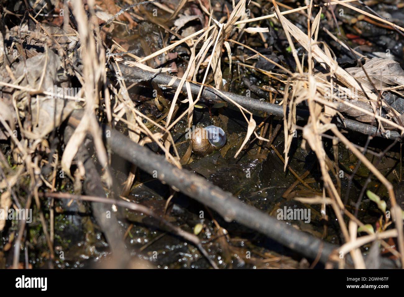 Invasive apple snail shell (Ampullariidae) in shallow water Stock Photo ...