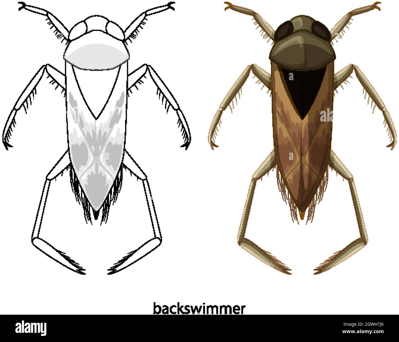 Backswimmer in colour and doodle on white background Stock Vector Image ...