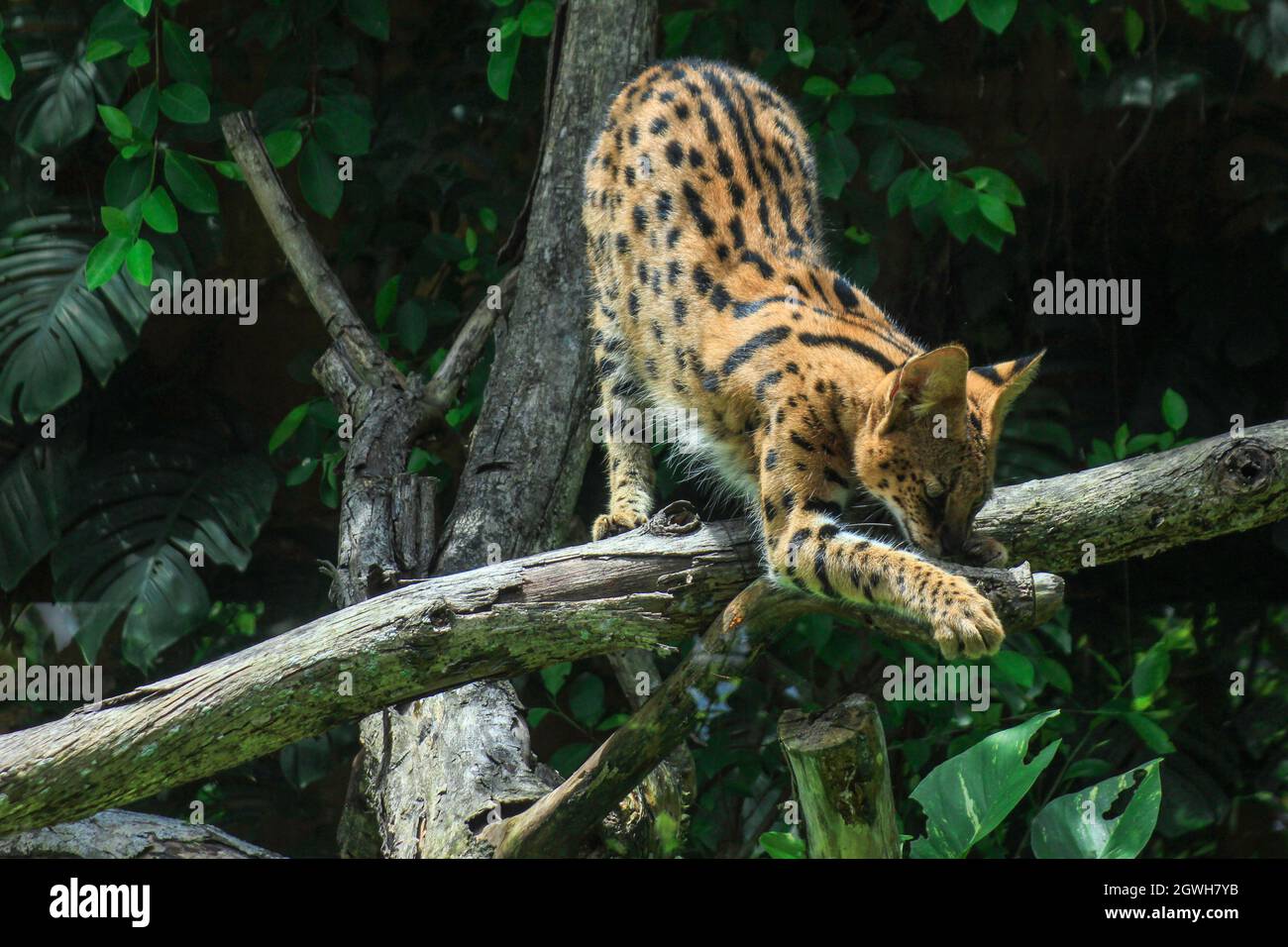 Serval, Also Known As Tierboskat Or Leptailurus Serval, Is A Wild Cat ...