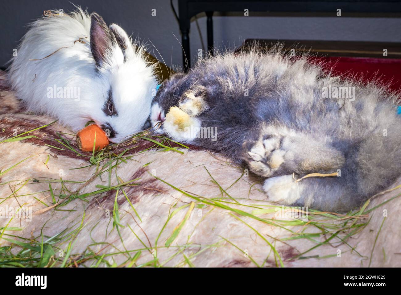 Domestic white and grey baby Jersey Wooly rabbit eating and sleeping ...