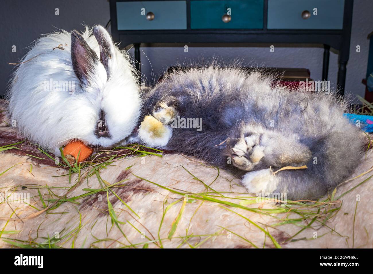 Domestic white and grey baby Jersey Wooly rabbit eating and sleeping ...