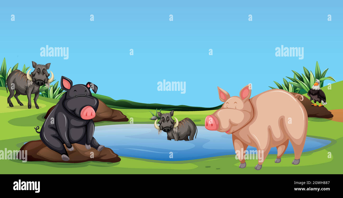 Pigs surrounding a pond during the day Stock Vector Image & Art - Alamy