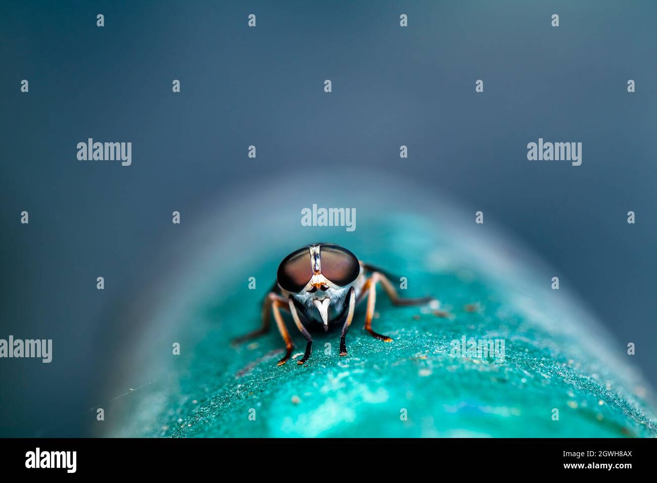 Blue compound eyes hi-res stock photography and images - Alamy