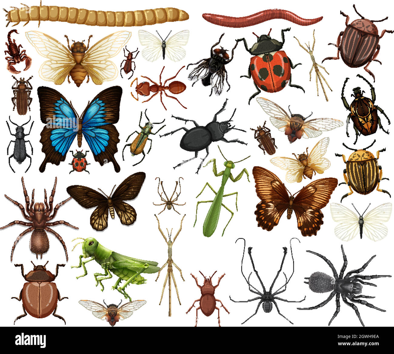 Different insects collection isolated on white background Stock Vector ...
