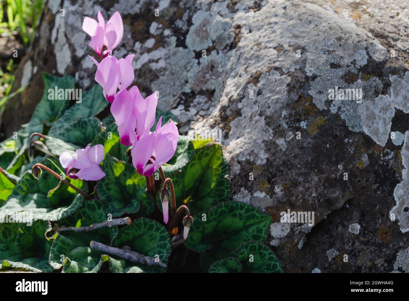 autumn flowers in the mountains of the golan heights in israel grow ...