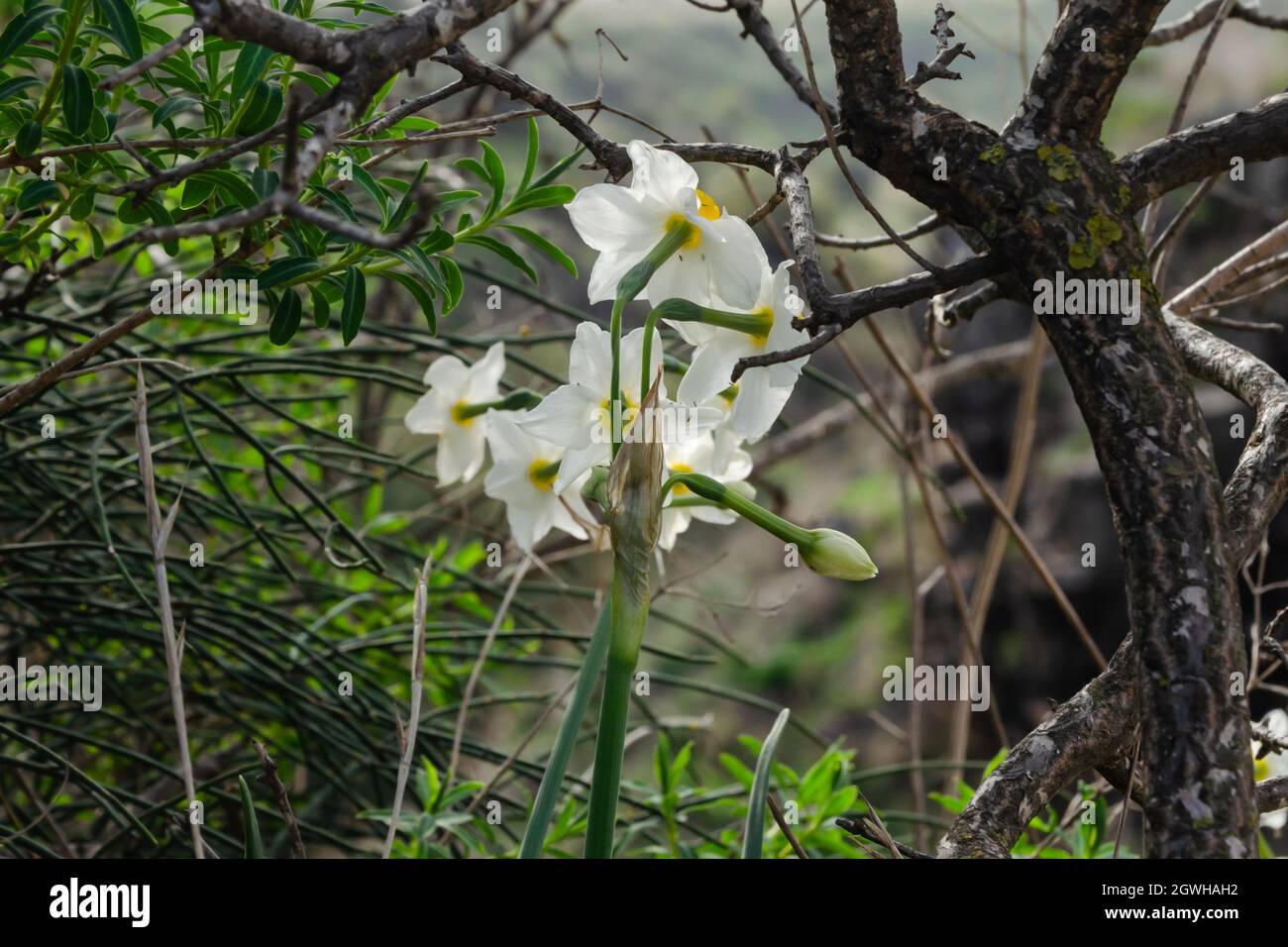 autumn flowers in the mountains of the golan heights in israel grow ...