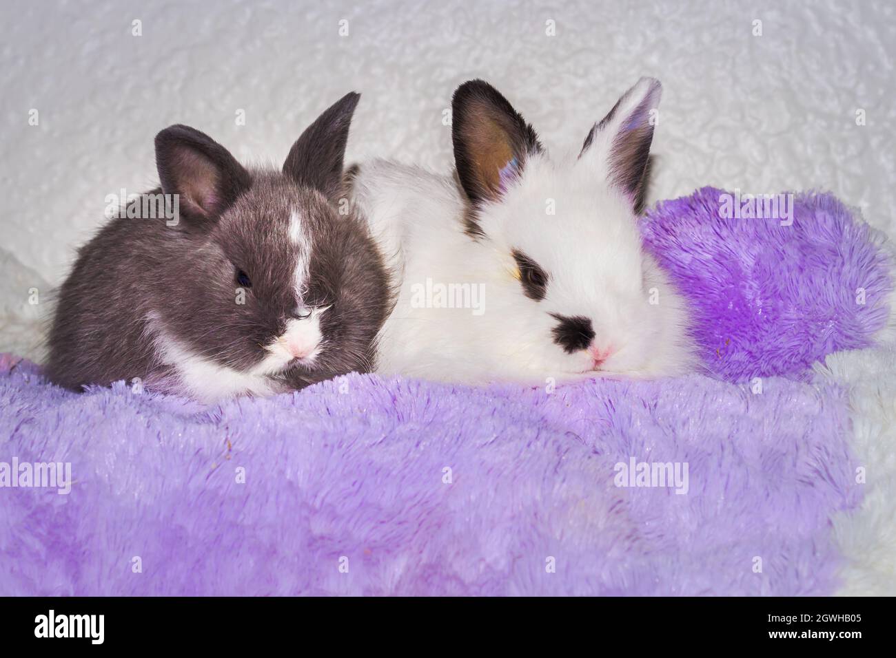 Domestic white and grey baby Jersey Wooly rabbit eating and sleeping ...