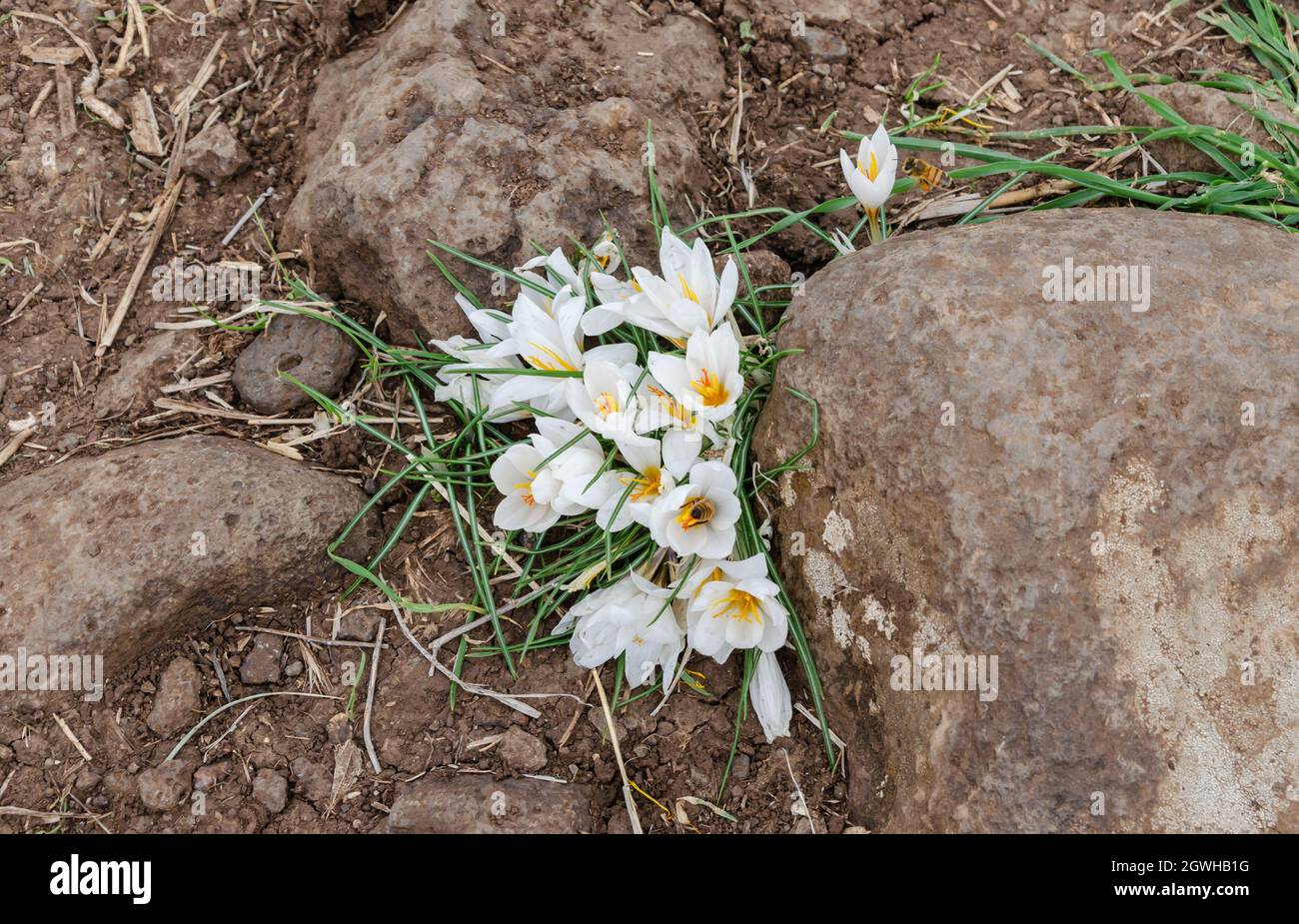 autumn flowers in the mountains of the golan heights in israel grow ...