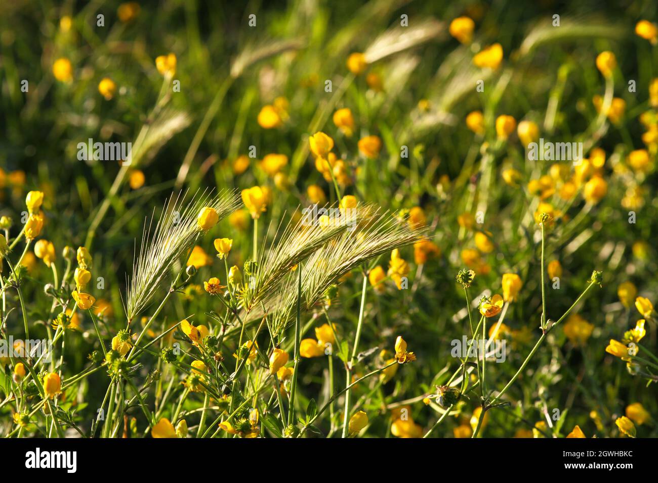 Hanging flower spikes hi-res stock photography and images - Alamy