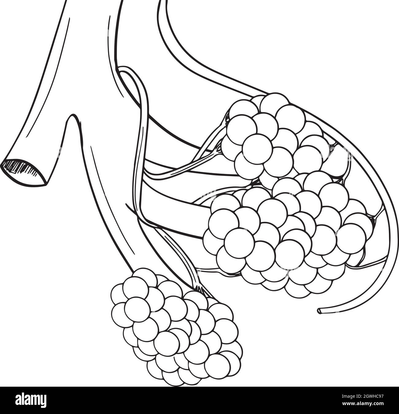 Human respiratory system diagram Cut Out Stock Images & Pictures - Alamy