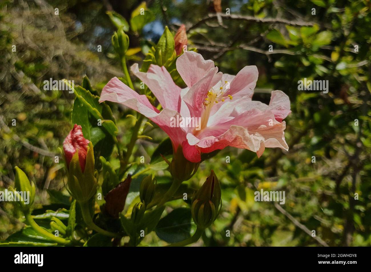 flowers in a decorative truss Botanical Garden Emek Hefer in Israel ...