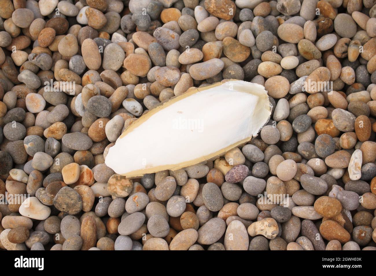 Cuttlebone on beach hi-res stock photography and images - Alamy