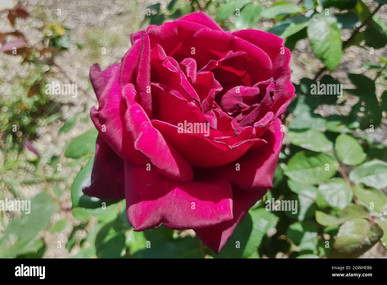 flowers in a decorative truss Botanical Garden Emek Hefer in Israel ...