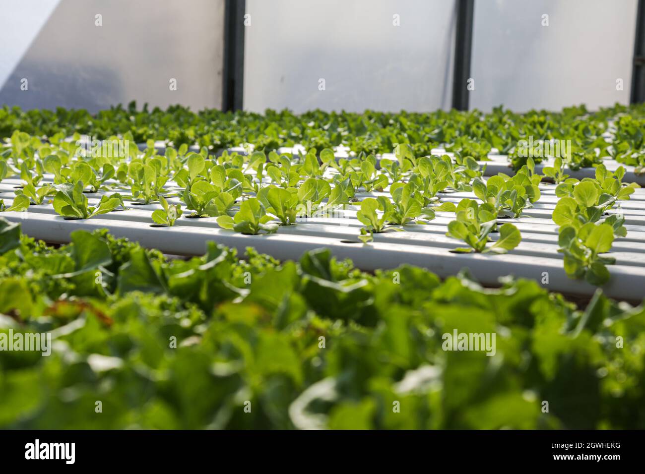 Hydroponics system lettuce hi-res stock photography and images - Alamy