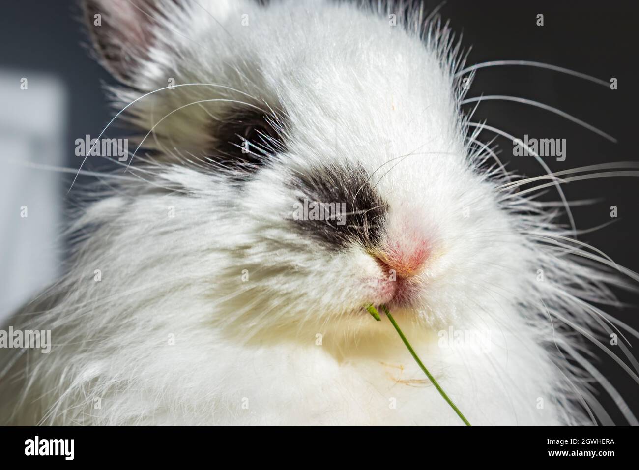 Domestic white baby Jersey Wooly rabbit eating and sleeping, Cape Town ...
