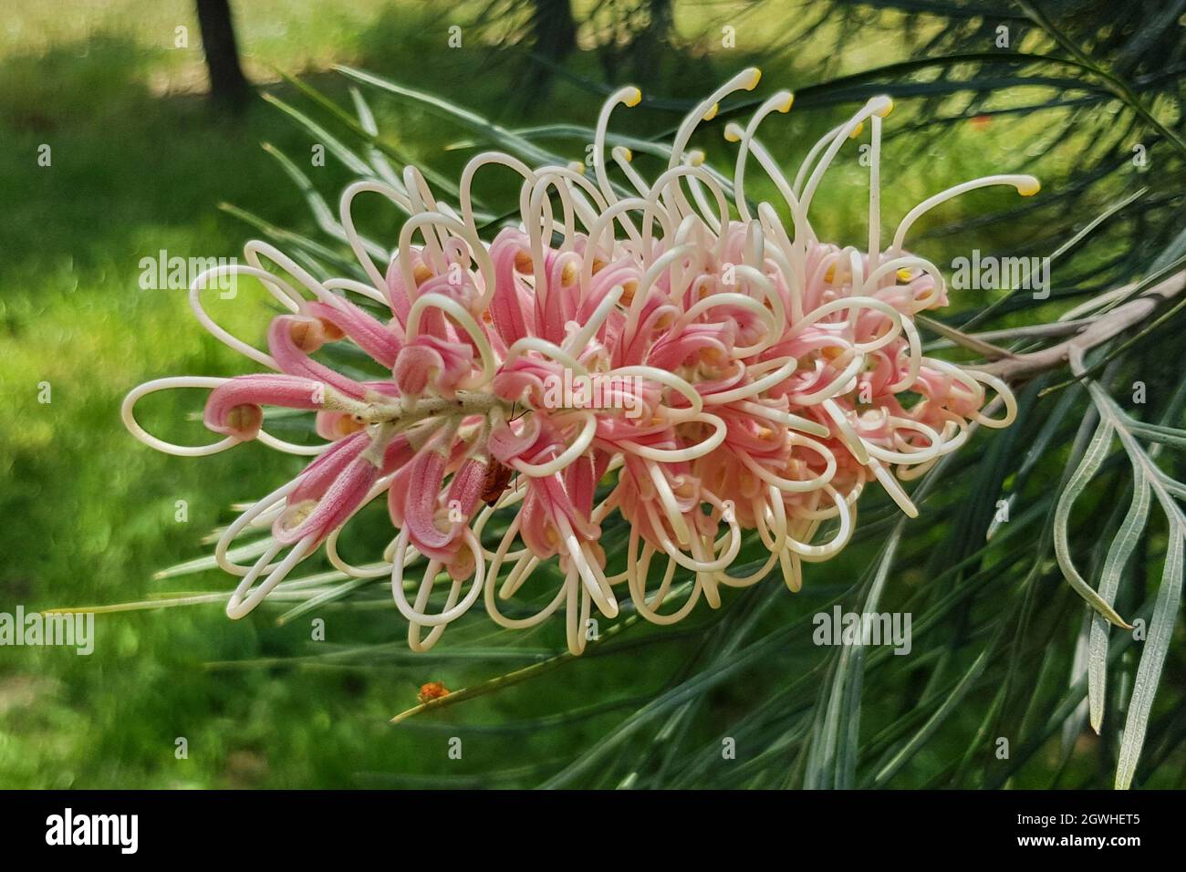 flowers in a decorative truss Botanical Garden Emek Hefer in Israel ...