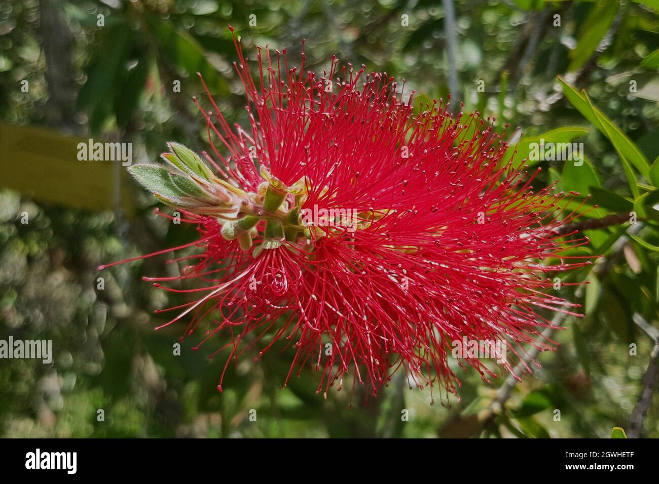 flowers in a decorative truss Botanical Garden Emek Hefer in Israel ...