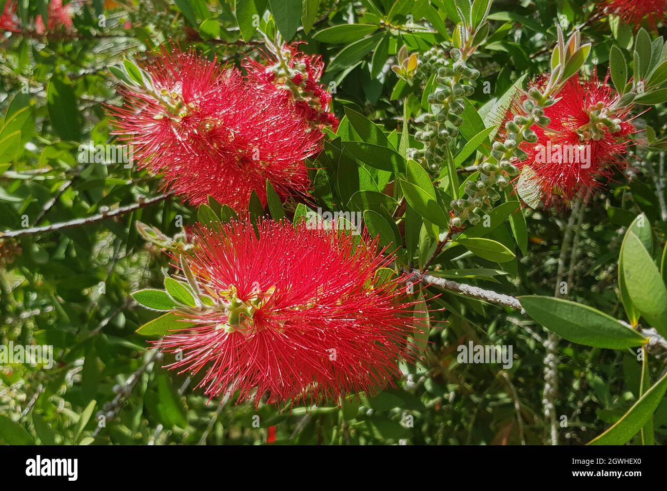 flowers in a decorative truss Botanical Garden Emek Hefer in Israel ...