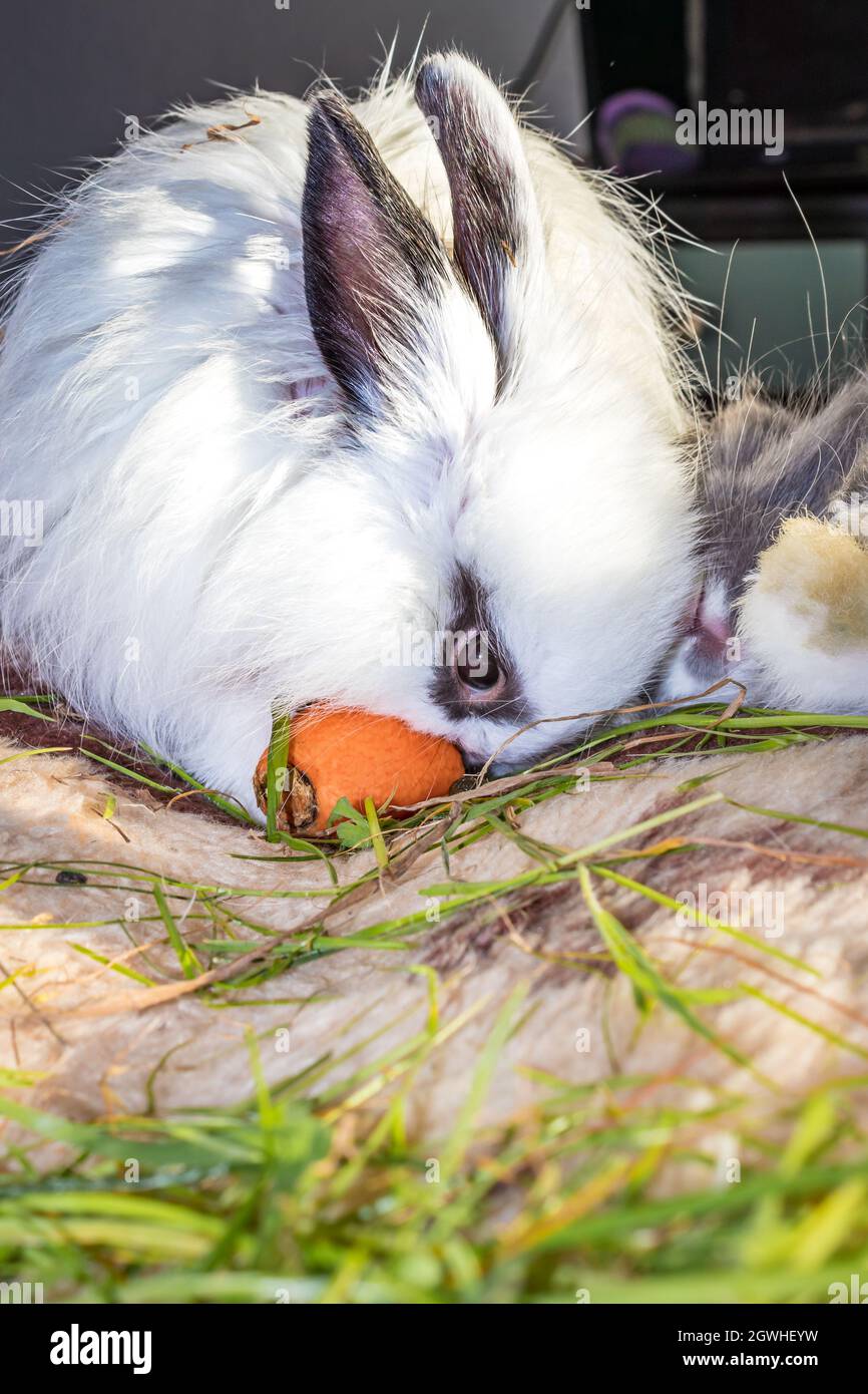 Domestic white baby Jersey Wooly rabbit eating and sleeping, Cape Town ...