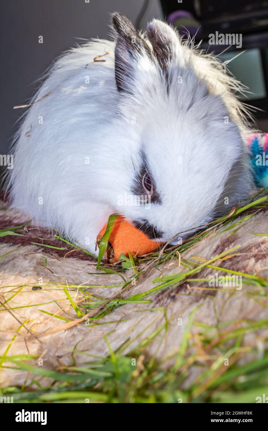 Domestic white baby Jersey Wooly rabbit eating and sleeping, Cape Town ...