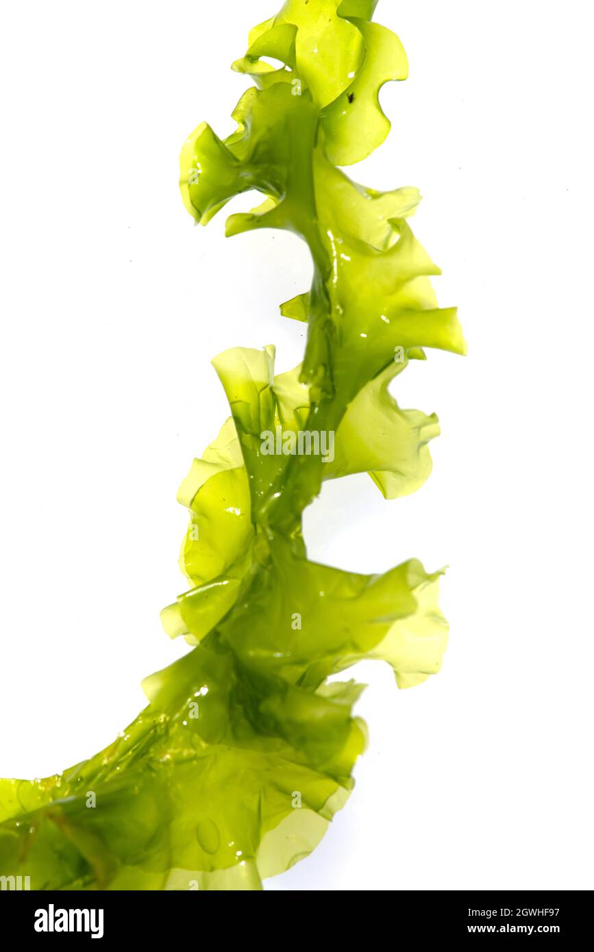 Underwater plants algae hi-res stock photography and images - Alamy