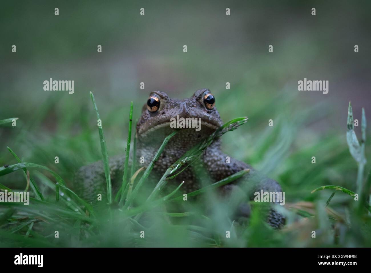 Toad front view hi-res stock photography and images - Alamy