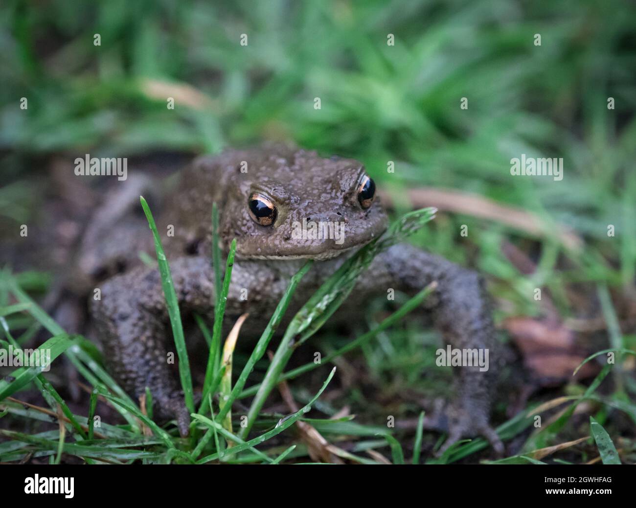 Toad closeup hi-res stock photography and images - Alamy