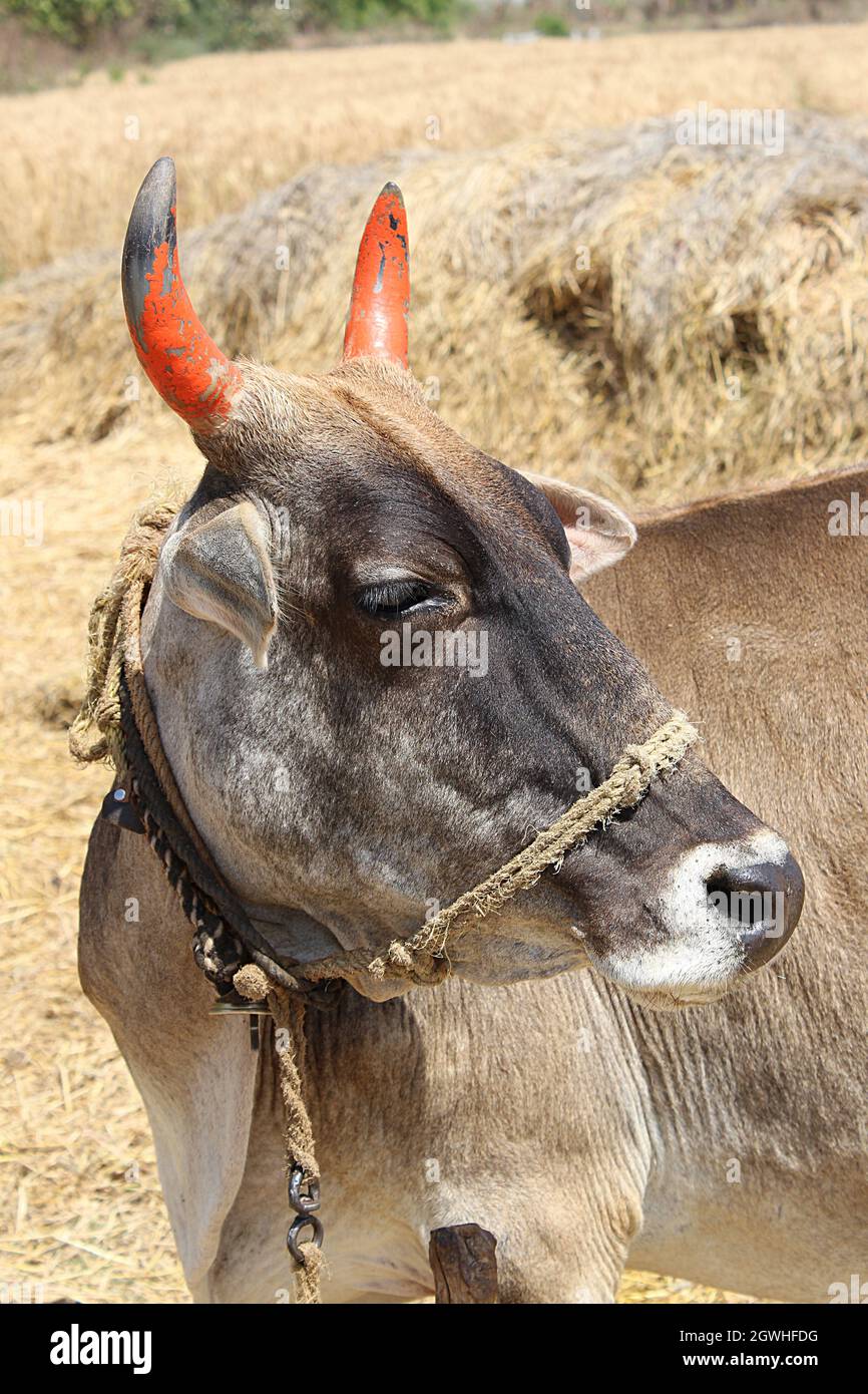 Indian Bull High Resolution Stock Photography and Images - Alamy