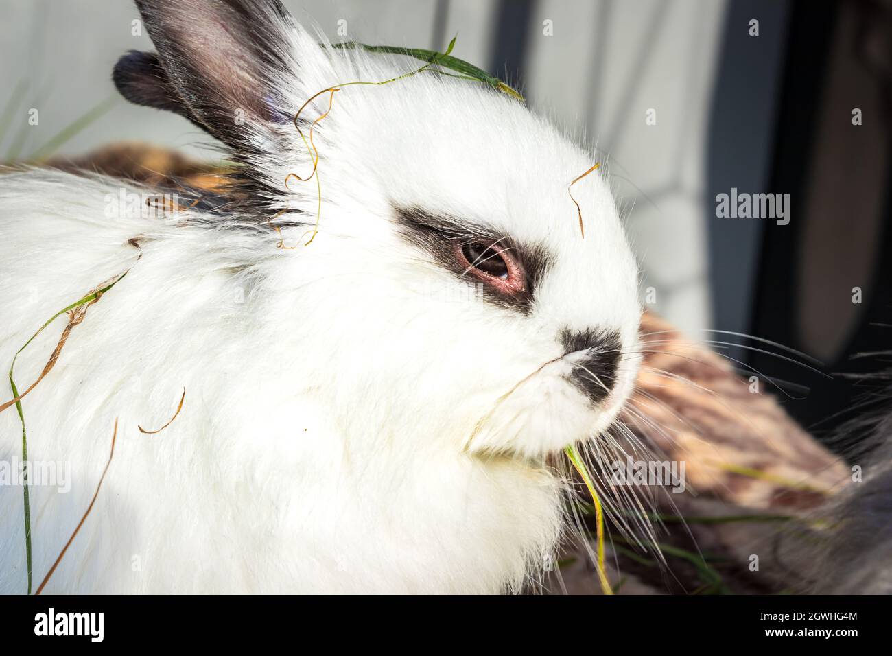 Domestic white baby Jersey Wooly rabbit eating and sleeping, Cape Town ...