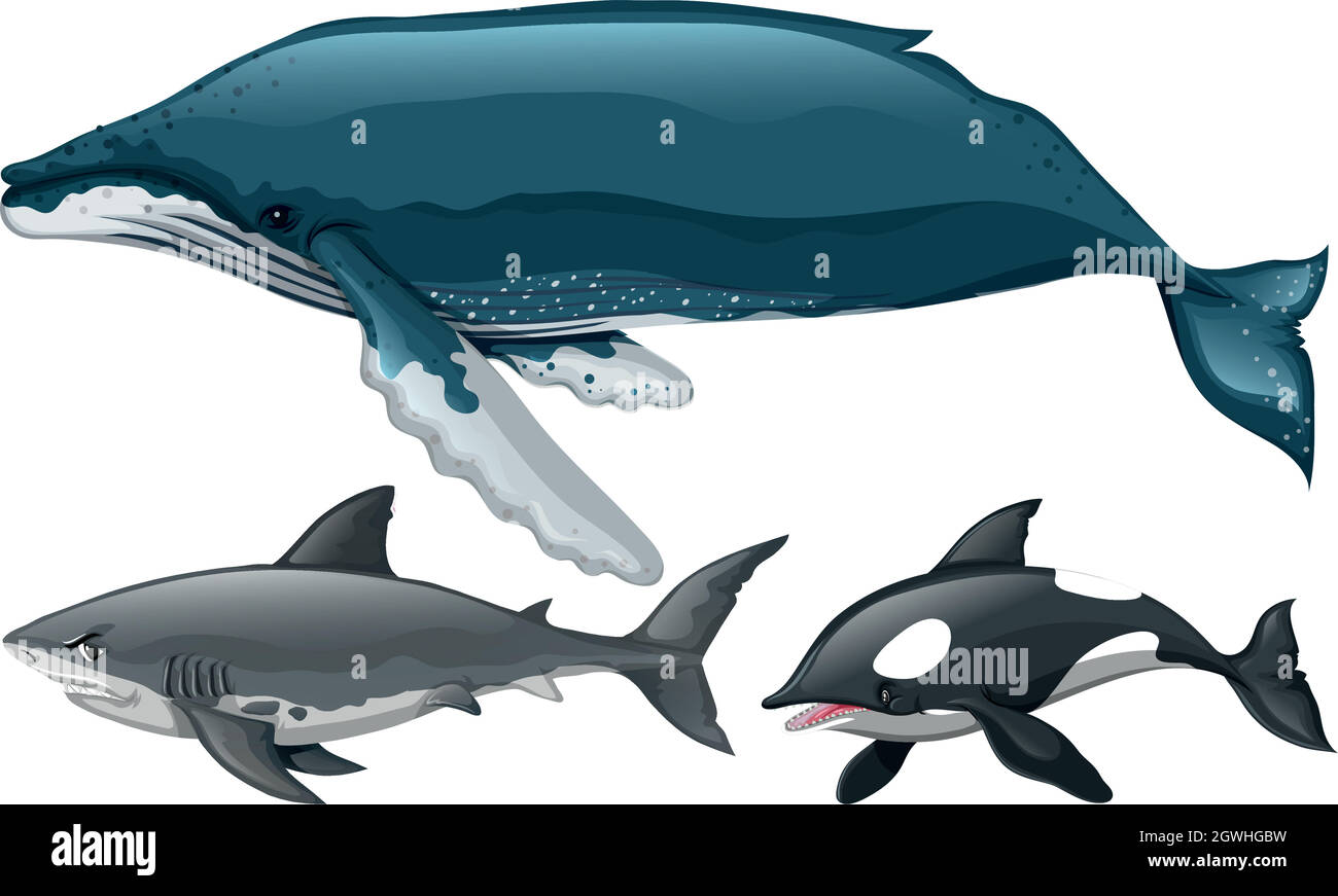 Blue whale killer shark Stock Vector Images - Alamy
