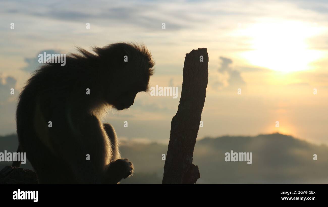 Monkey back side not animal hi-res stock photography and images - Alamy