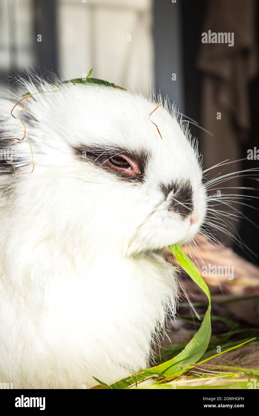 Domestic white baby Jersey Wooly rabbit eating and sleeping, Cape Town ...