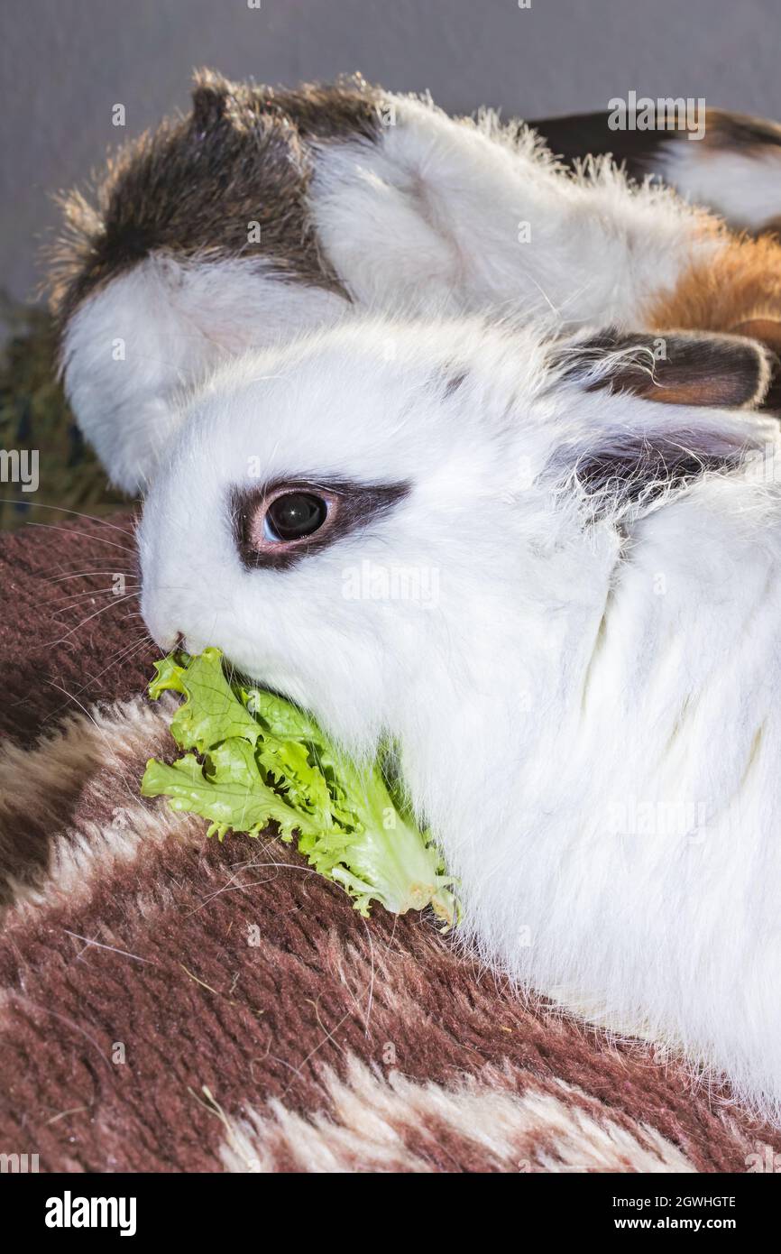 Domestic white baby Jersey Wooly rabbit eating and sleeping, Cape Town ...