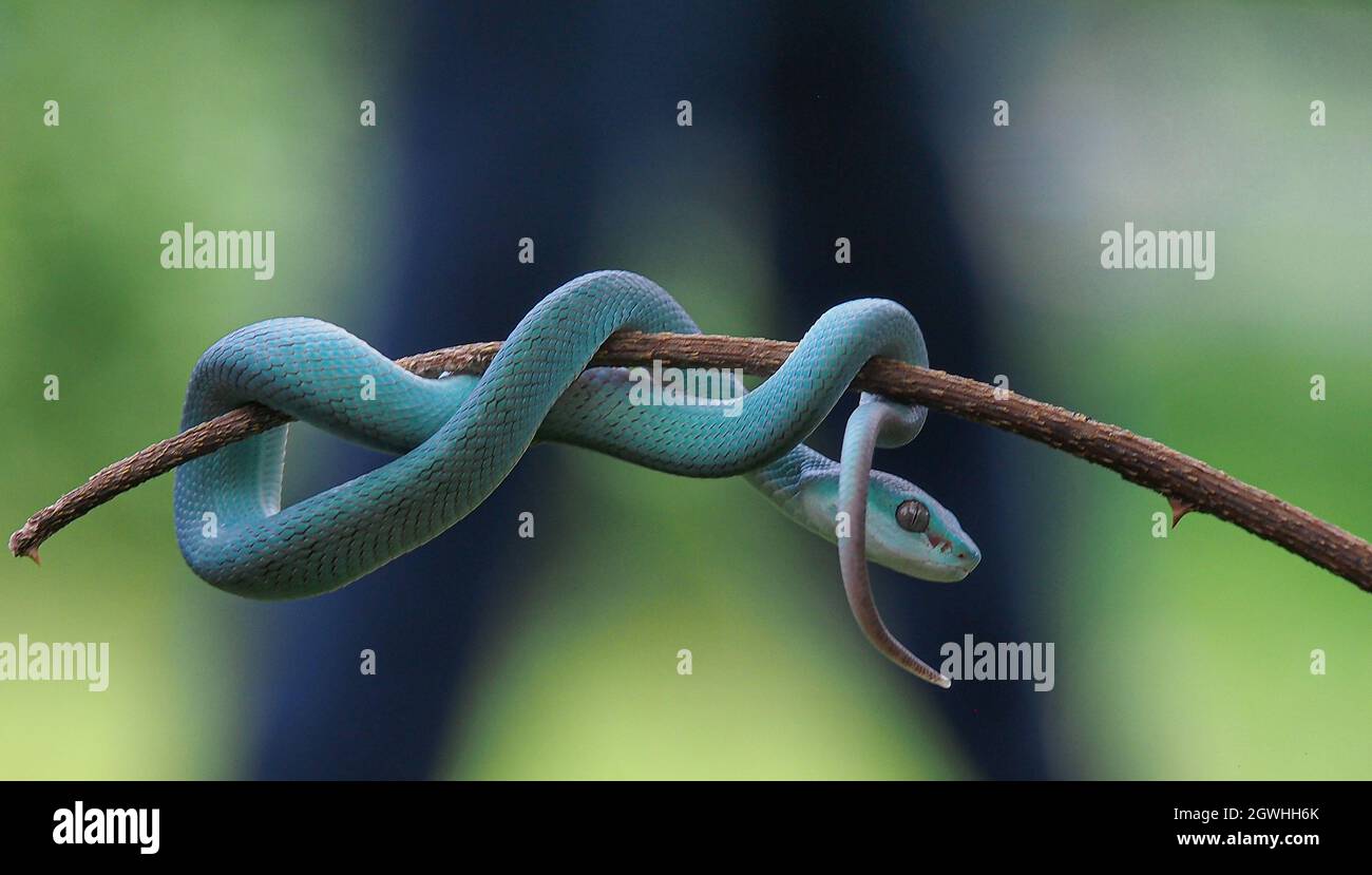 Ecuador and indonesia hi-res stock photography and images - Alamy