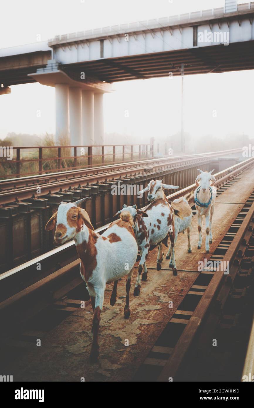 Goat on bridge hi-res stock photography and images - Alamy