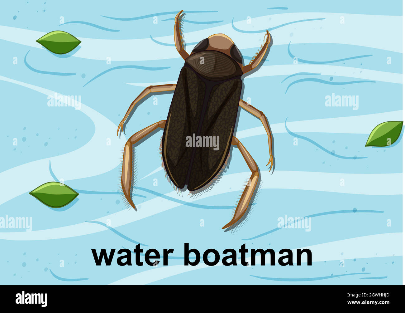 Water boatman bug hi-res stock photography and images - Alamy
