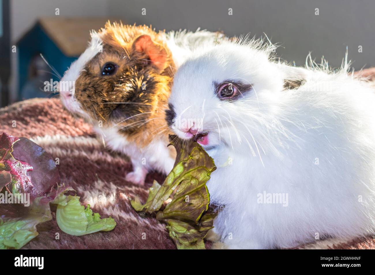 Domestic white baby Jersey Wooly rabbit eating and sleeping, Cape Town ...