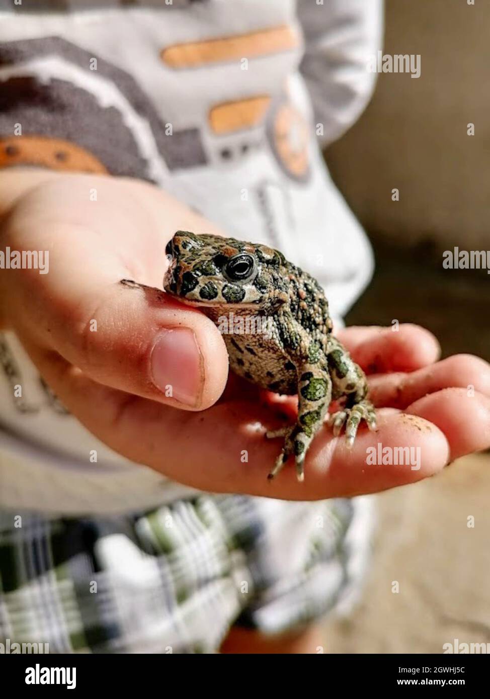 An earthen toad on a child's hand human hand in a glove holds an ...