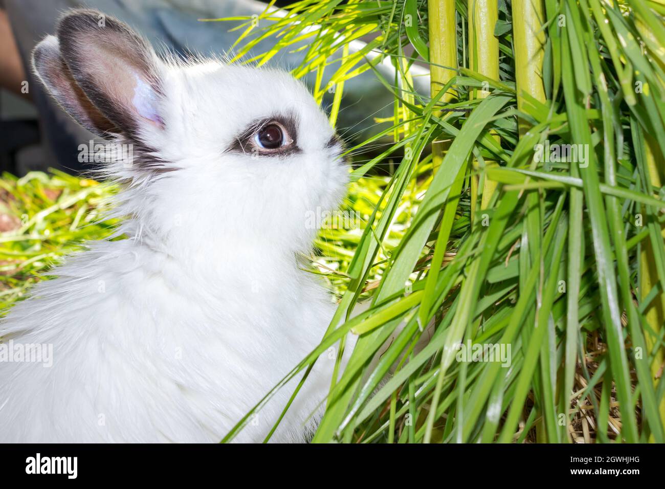 Domestic white baby Jersey Wooly rabbit eating and sleeping, Cape Town ...