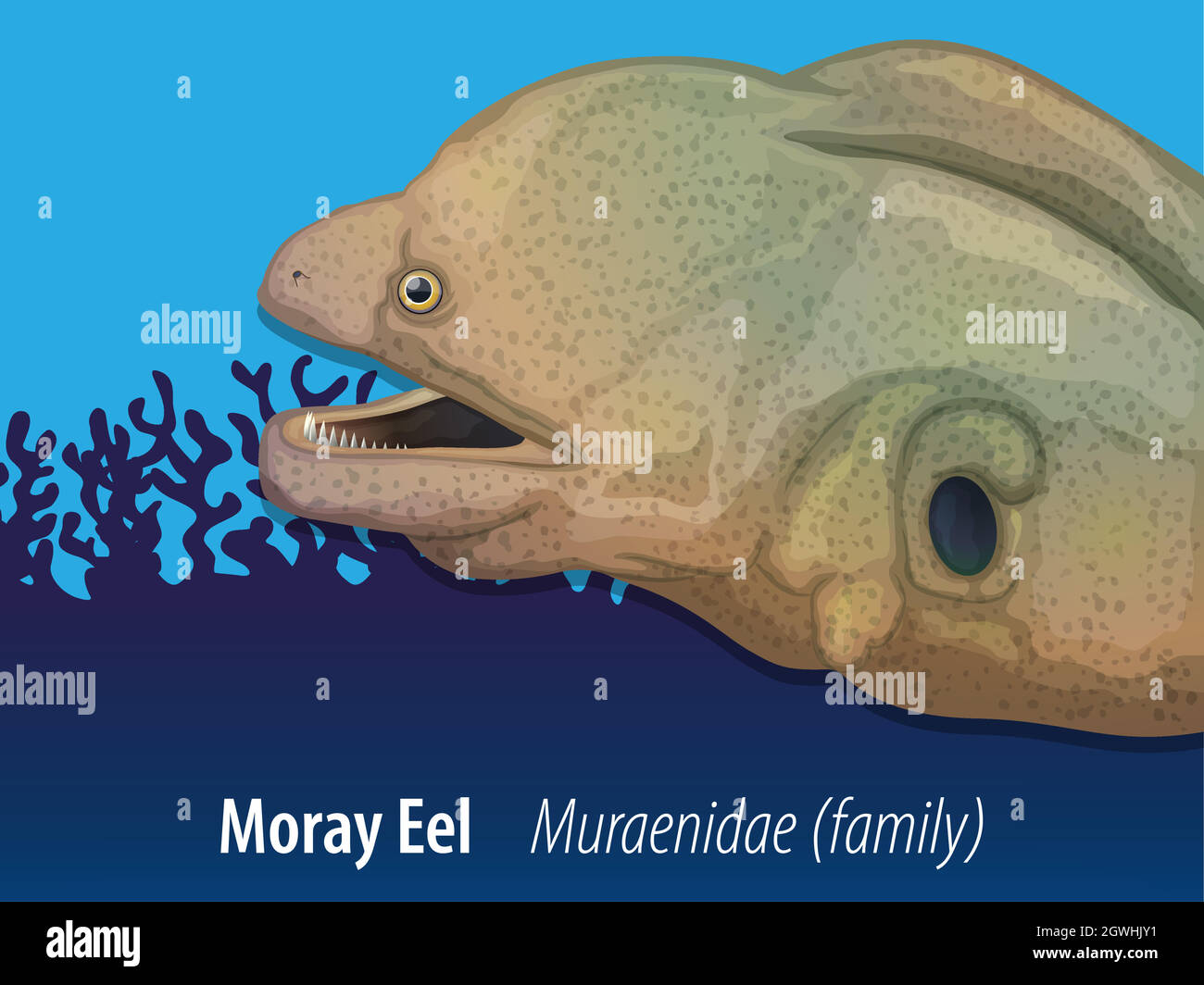 Moray eel swimming in the sea Stock Vector Image & Art - Alamy
